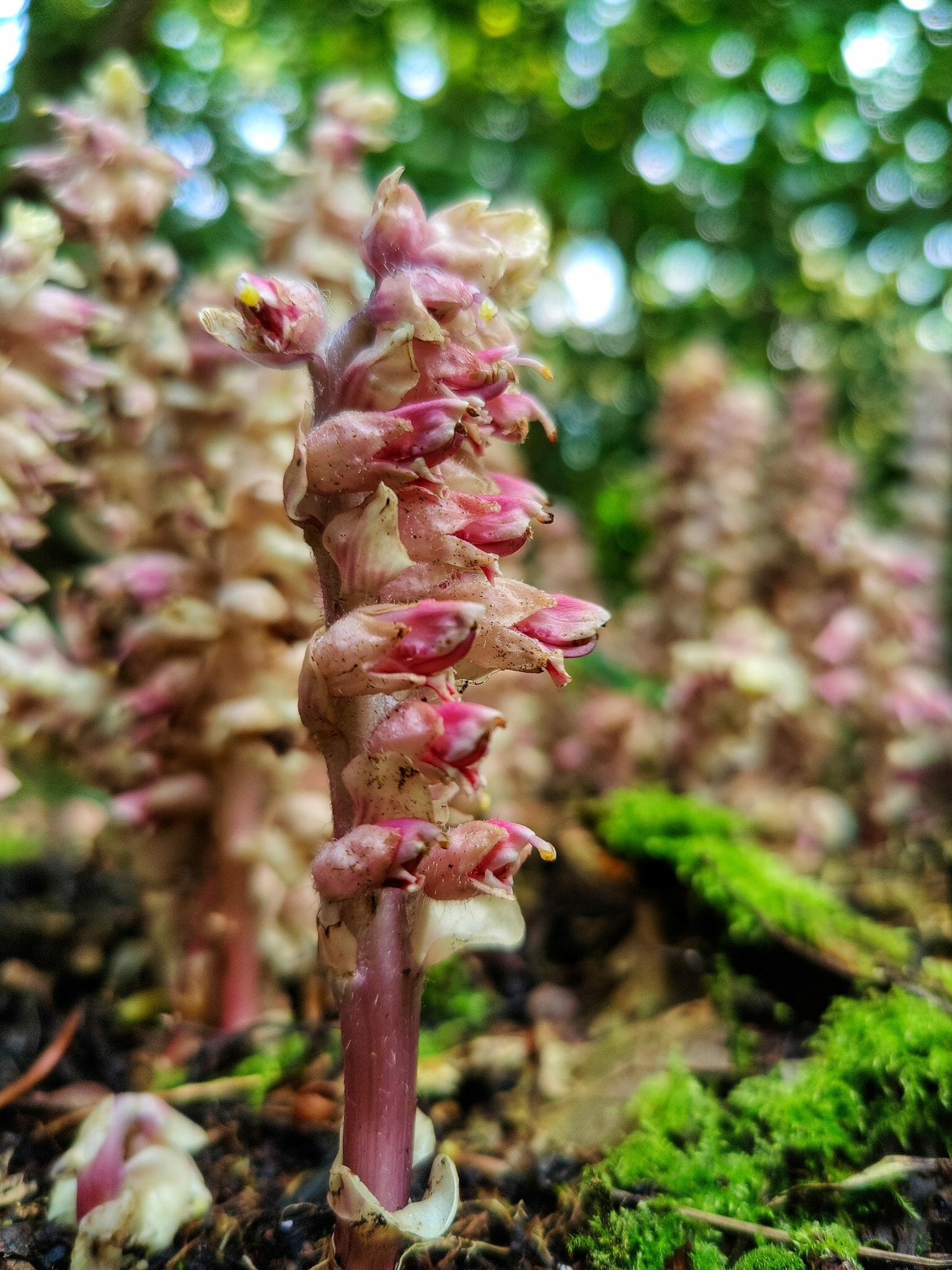 What is Toothwort? - Strokestown Park